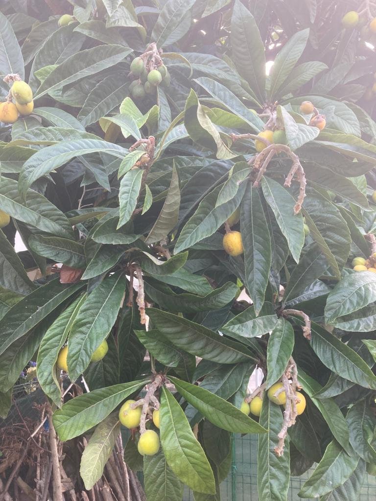 Loquat Seeds For Planting 10 LOQUAT Fruit Tree Seeds Eriobotrya ...