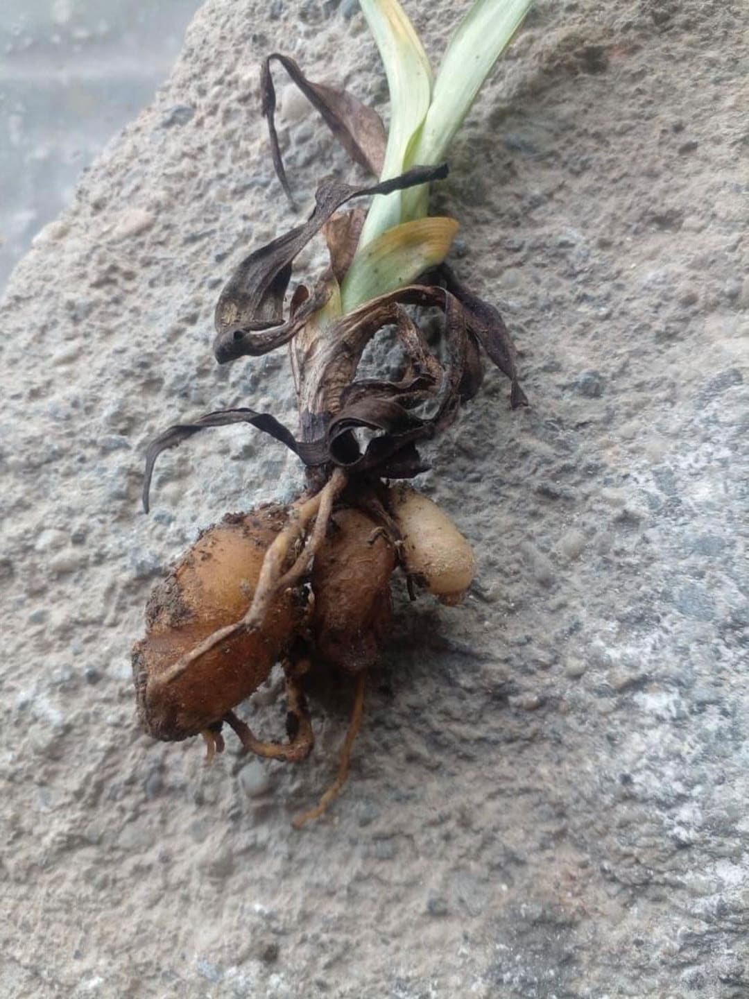 Orchid Flower Varieties, serapias, Kum Sahlep, Arili Salep Tuber Plant ...