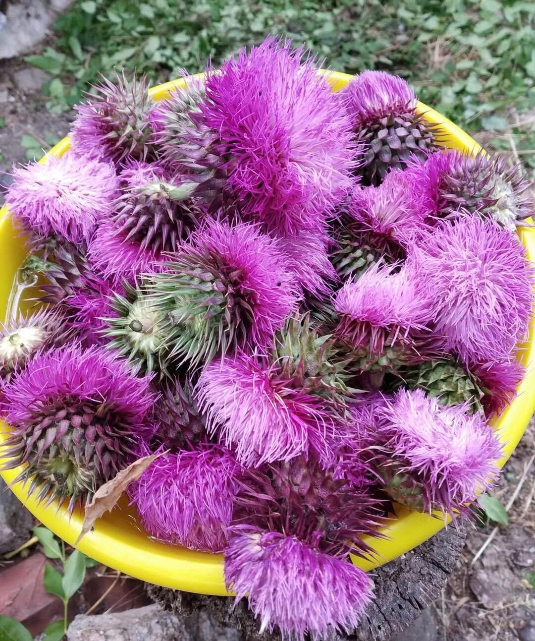 Acanthus Plant (cynara Cardunculus) 50 Fresh Seeds - Etsy