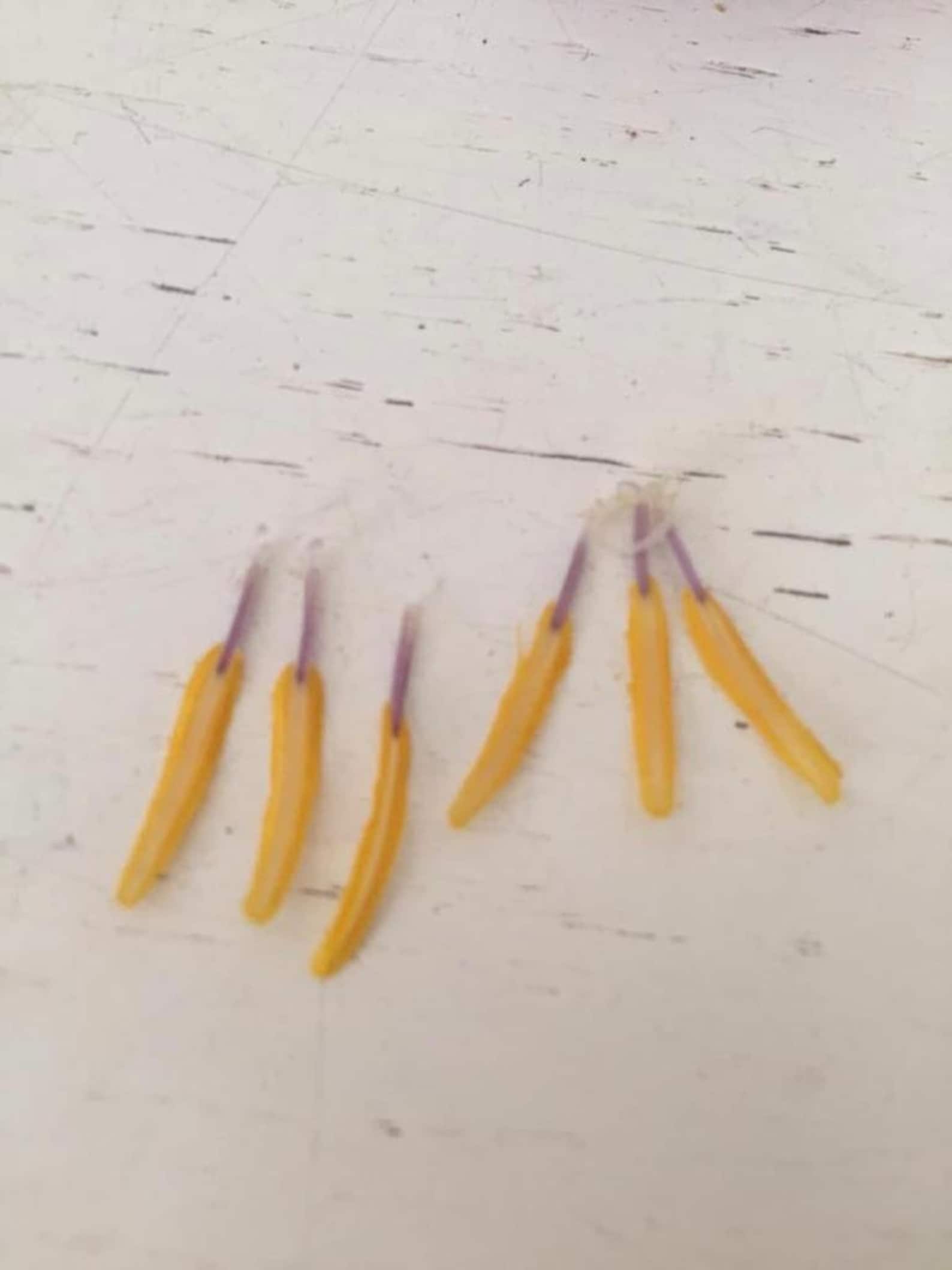 Bulbes de safran *Crocus sativus* 10 bulbes de safran Fresh Breeder ...