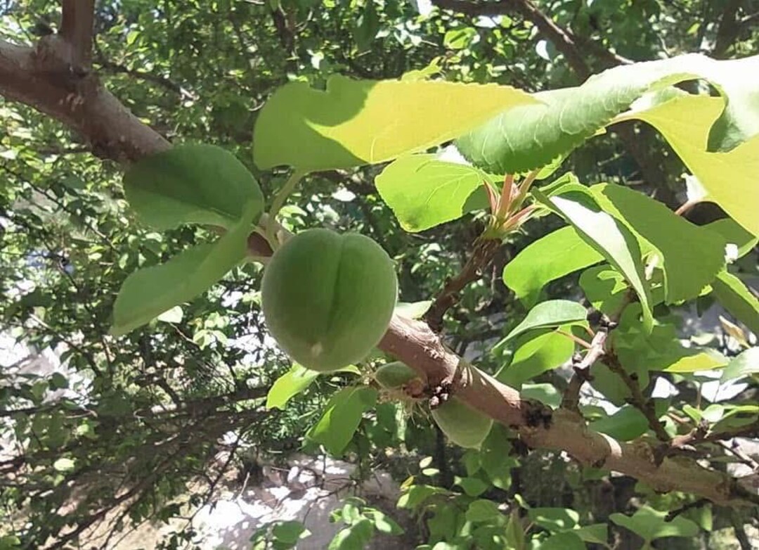 Wild Apricot, Tree (prunus Vulgaris) 50 Fresh Seeds - Etsy