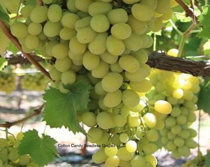 Cotton Candy Seedless Grapes (4 Pieces) Cuttings - Etsy