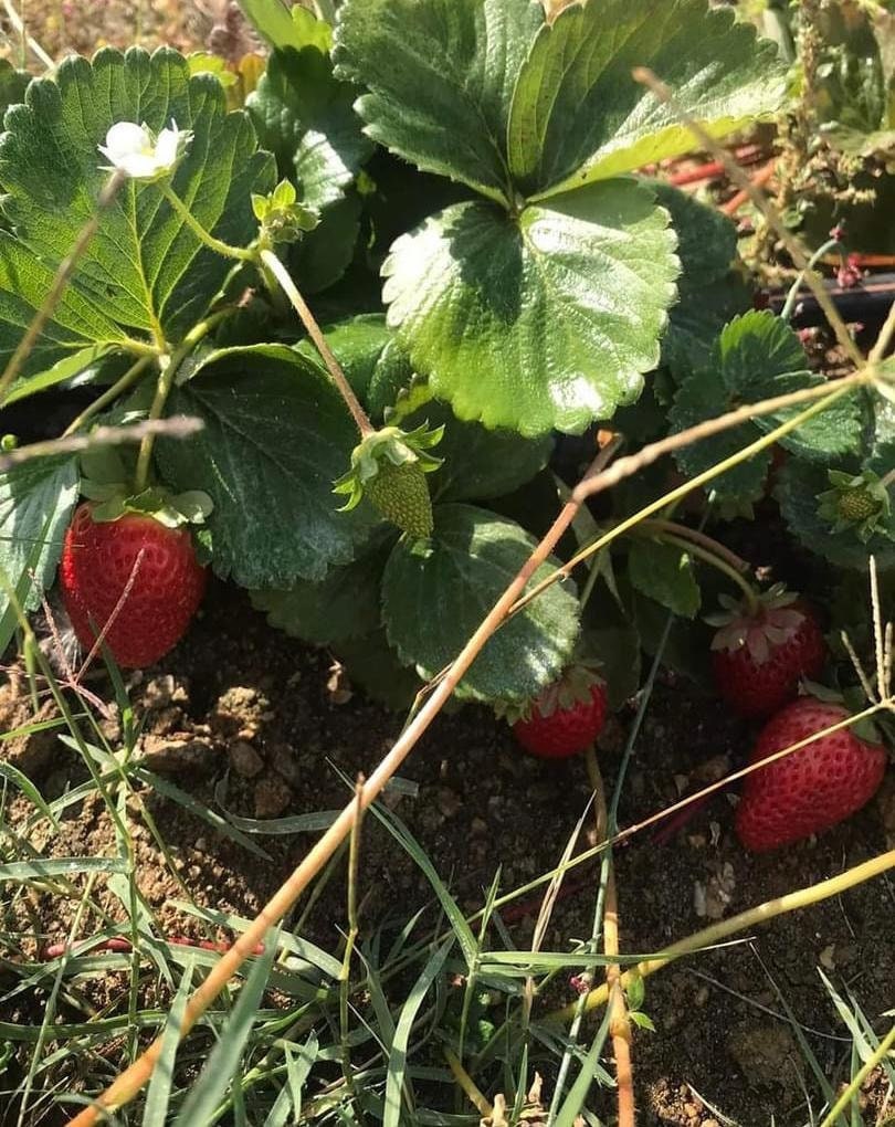 Albion-everbearing-20 Strawberry Sedlings With Open Roots - Etsy New ...