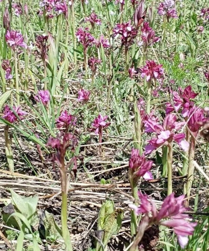 Orchid Flower Varieties, serapias, Kum Sahlep, Arili Salep Tuber Plant ...