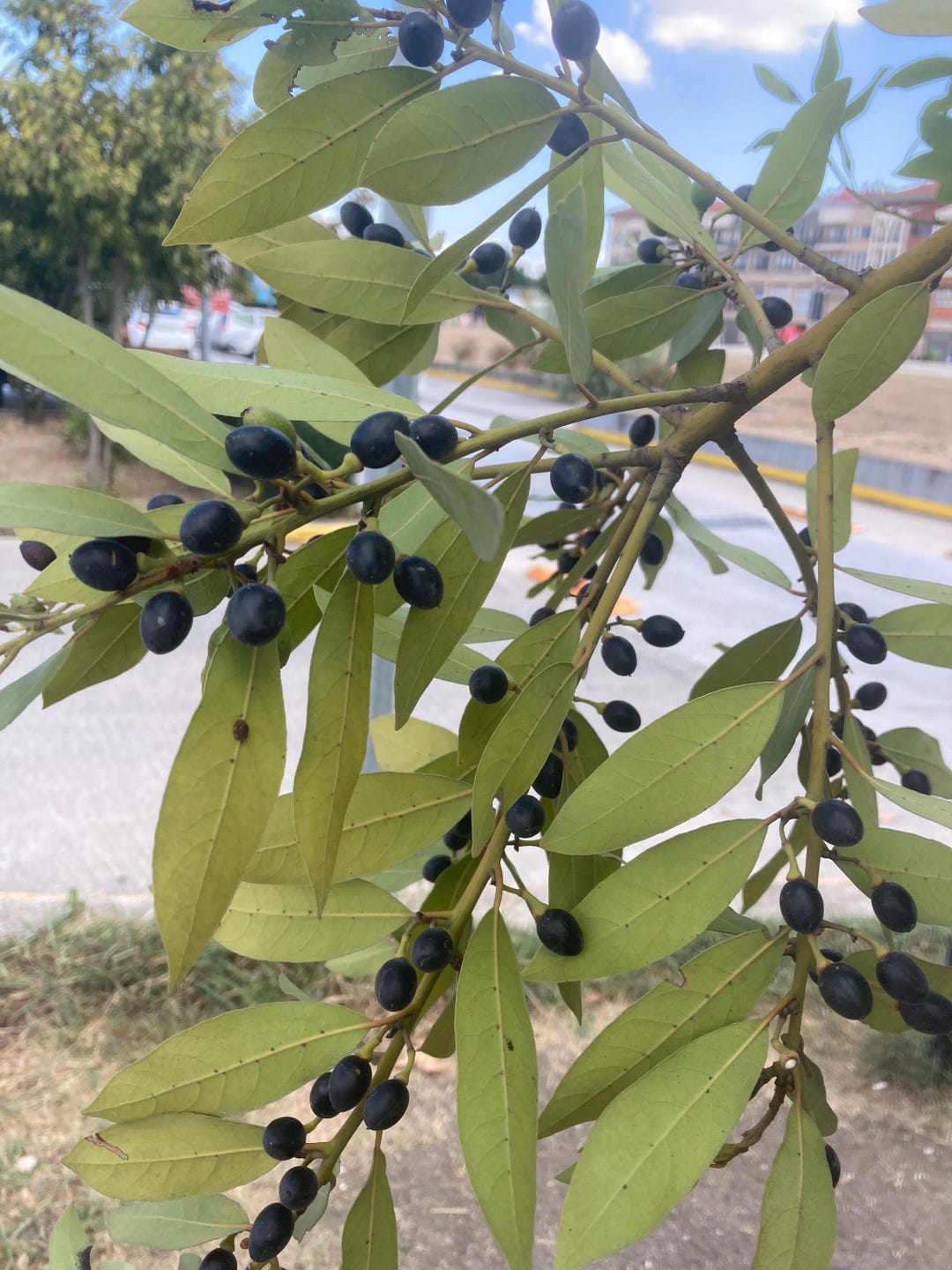 10x Bay Laurus Nobılıs Laurel Tree 10 Seeds laurus Nobilis - Etsy