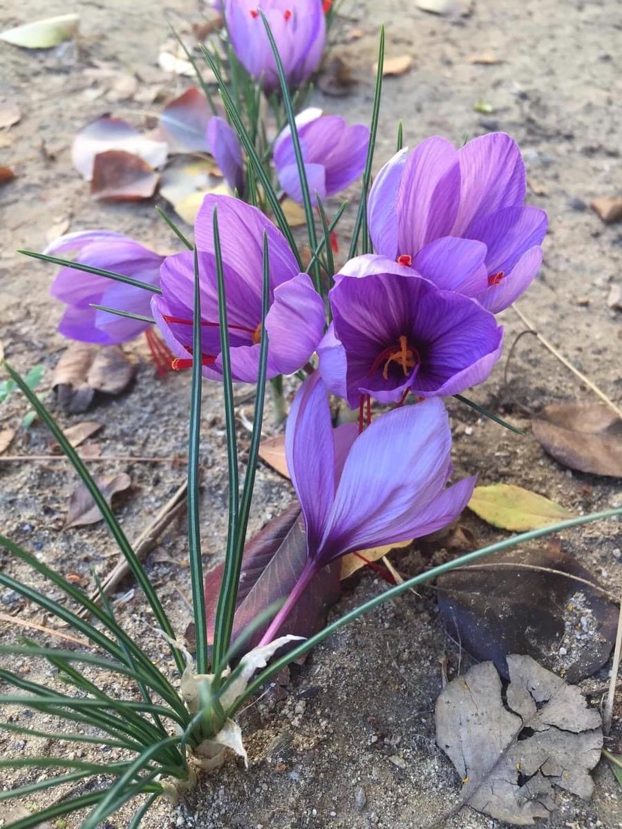 Bulbes de safran *Crocus sativus* 10 bulbes de safran Fresh Breeder ...