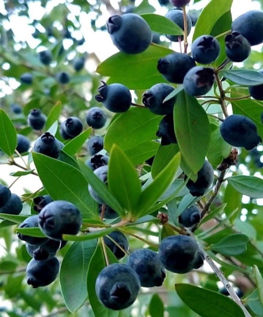Bilberry, Whortleberry (vaccinium Myrtillus) 50+ Fresh Seeds - Etsy