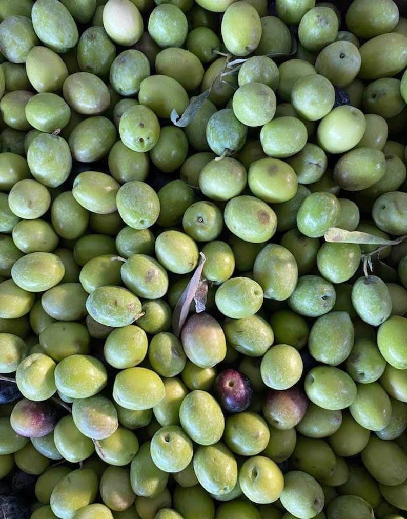 Gemlik Olive, *olea Europaea L.* Trilye Olive, Black, Olive Tree 3 ...