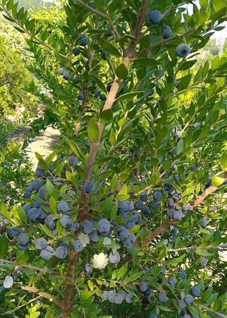 Bilberry, Whortleberry (vaccinium Myrtillus) 50+ Fresh Seeds - Etsy