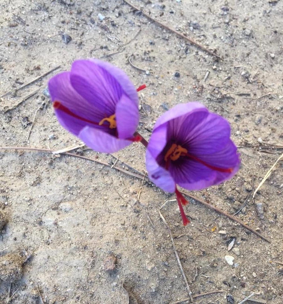 Bulbes de safran *Crocus sativus* 10 bulbes de safran Fresh Breeder ...