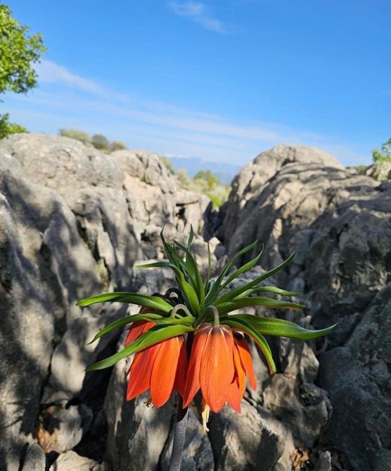 3 Fresh Orange Aurora Flowers *fritillaria Imperialis* Orange Inverted ...
