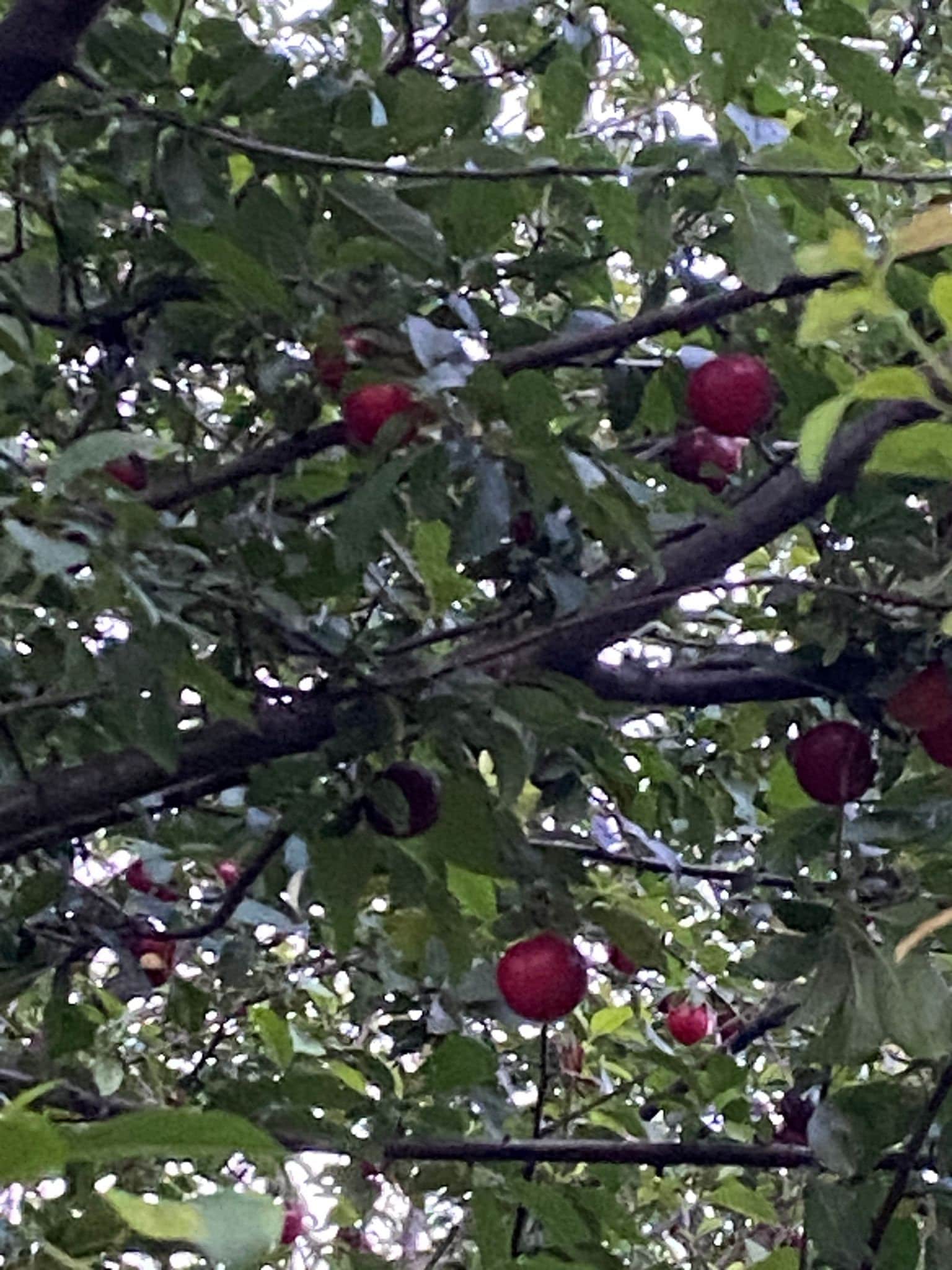 Kirschpflaumen-Rote Pflaume Baum *Prunus cerasifera* Baum 20 Samen ...