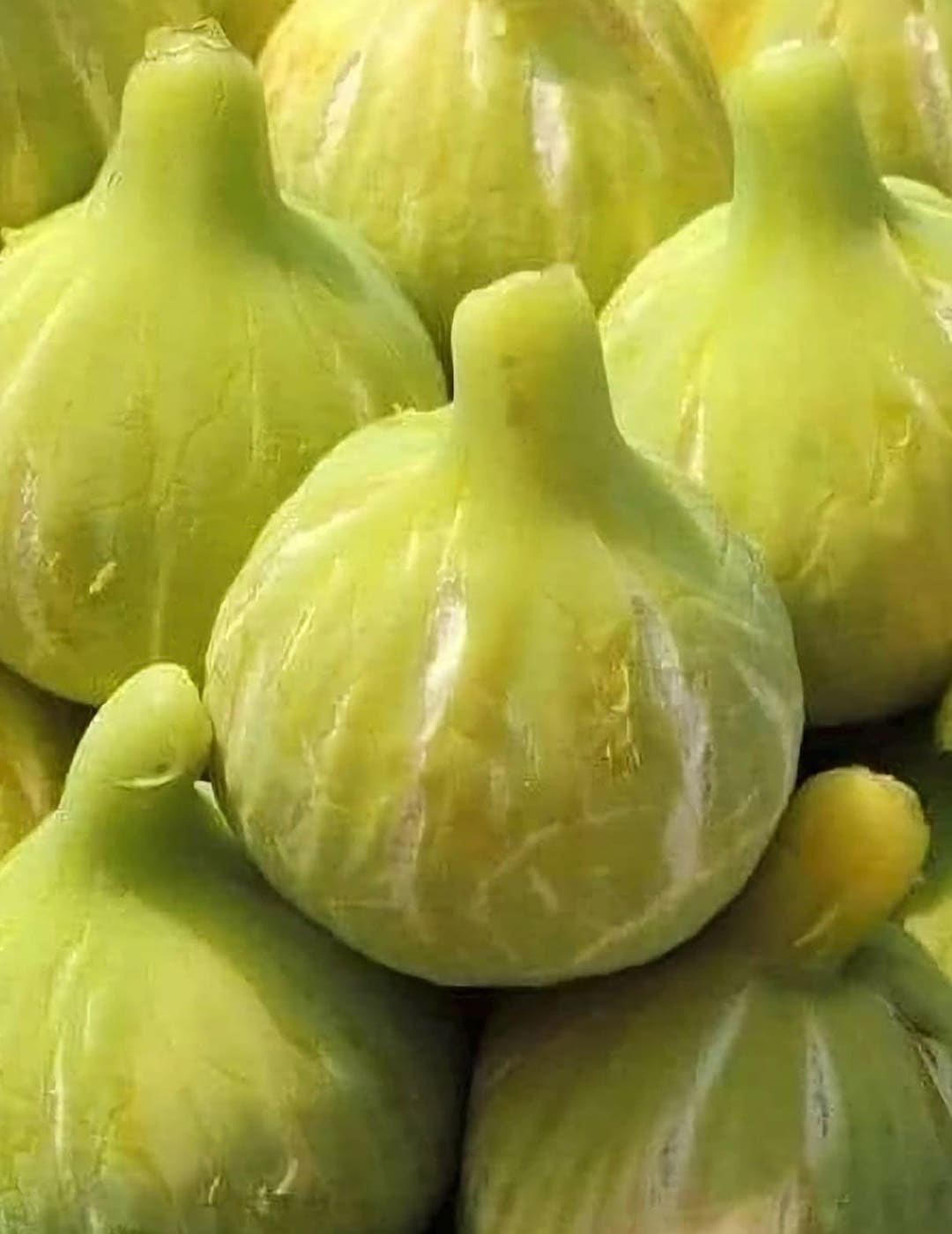 Bardacik Fig, Edible Fig Fruit, ficus Carica Smyrnensis 3 Fresh ...