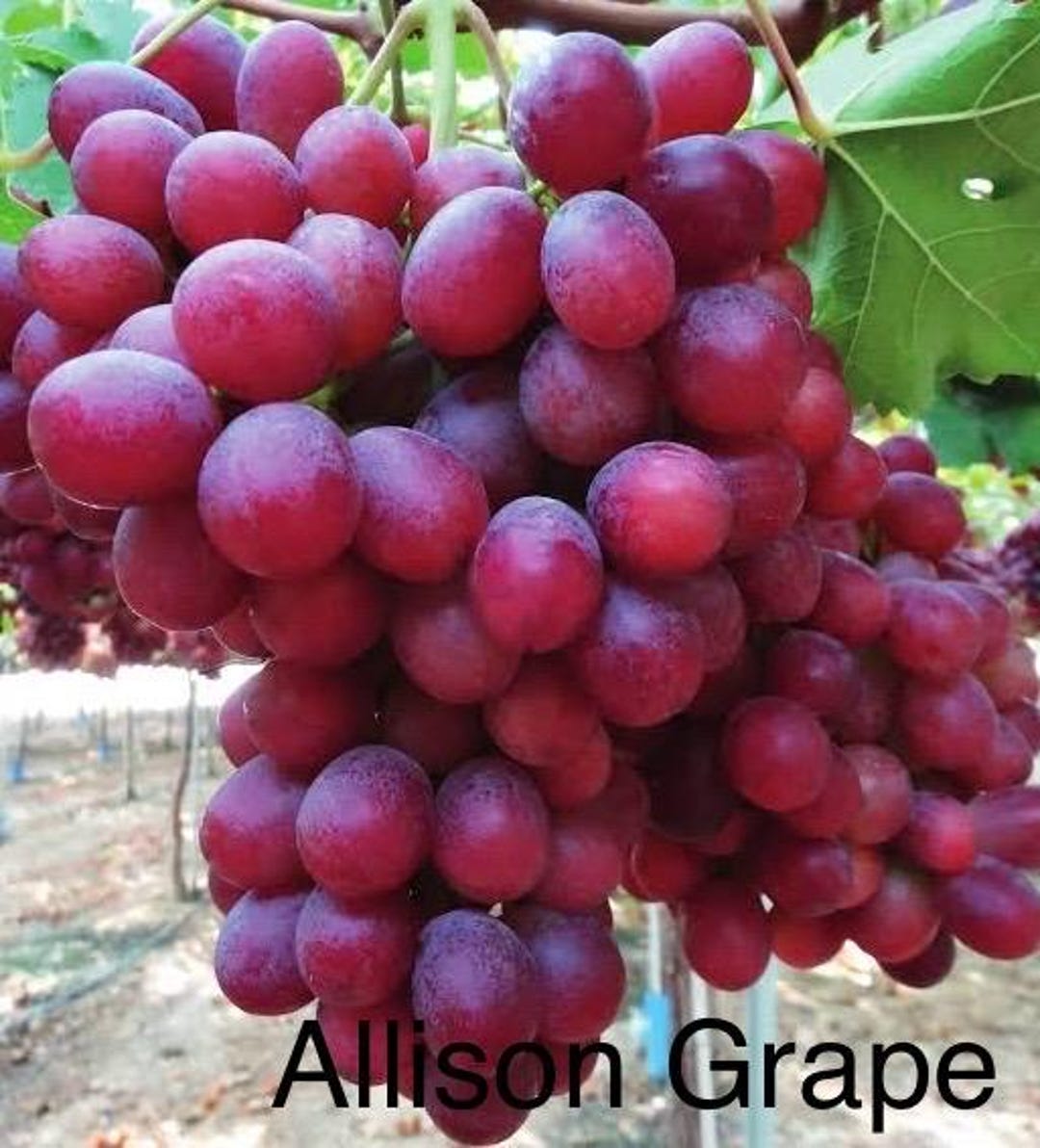 Allison, Scarlet Royal, Green Gamre Rooted Grapevine Saplings (3+3+3=9 ...