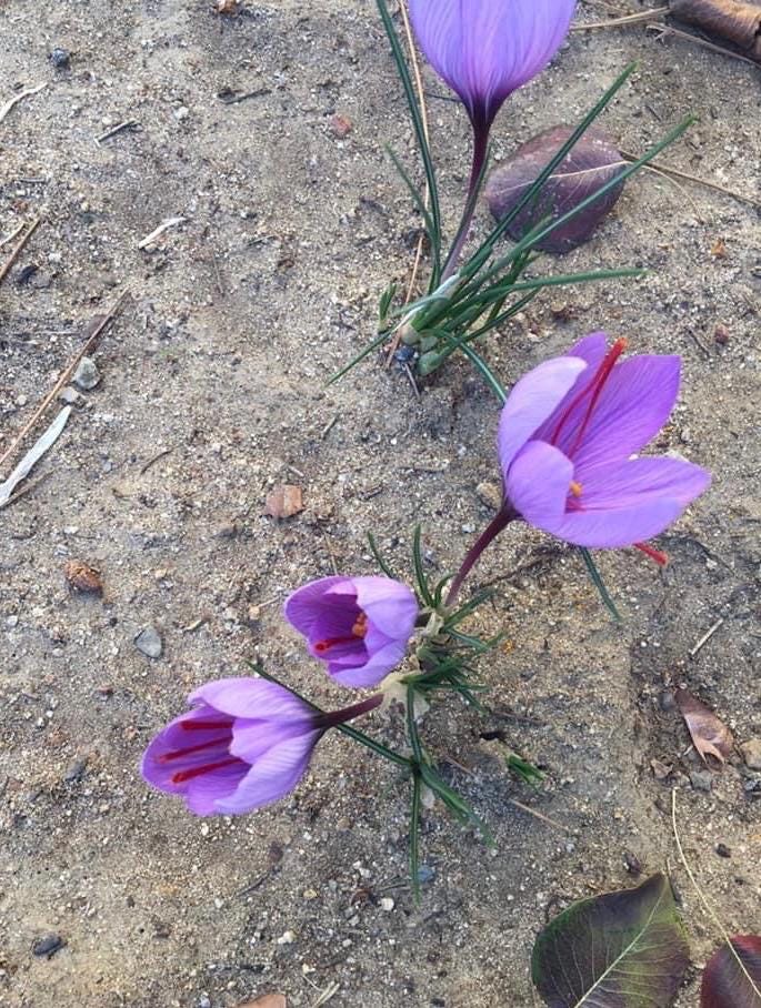 Bulbes de safran *Crocus sativus* 10 bulbes de safran Fresh Breeder ...