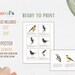 American Birds Cards birds Printable Flashcards birds Poster - Etsy