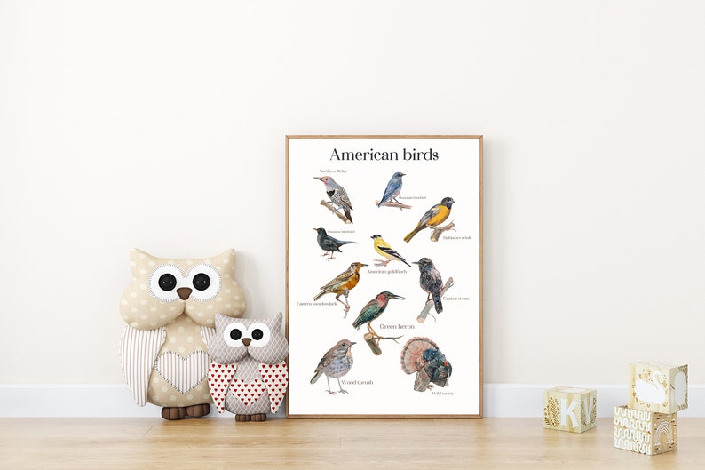 American Birds Cards birds Printable Flashcards birds Poster - Etsy