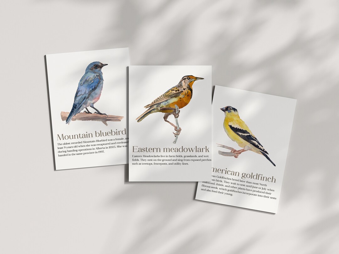 American Birds Cards birds Printable Flashcards birds Poster - Etsy