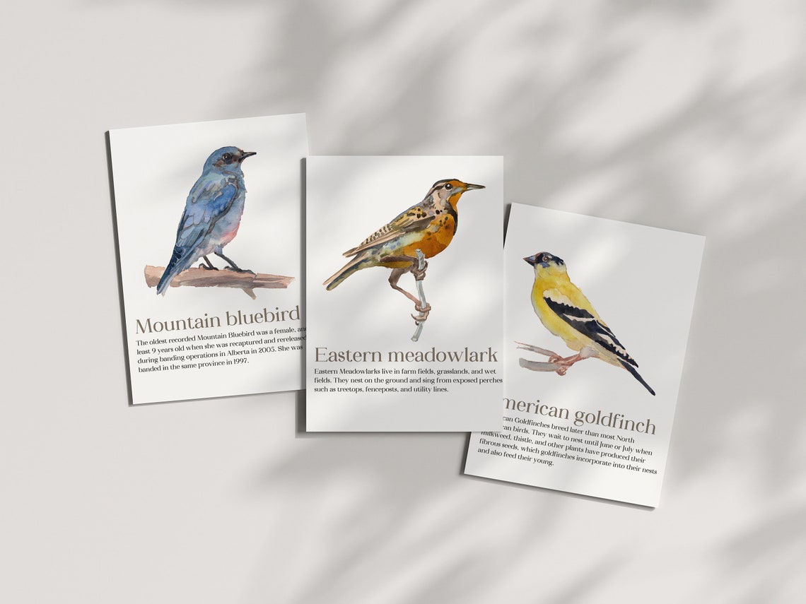 American Birds Cards birds Printable Flashcards birds Poster - Etsy