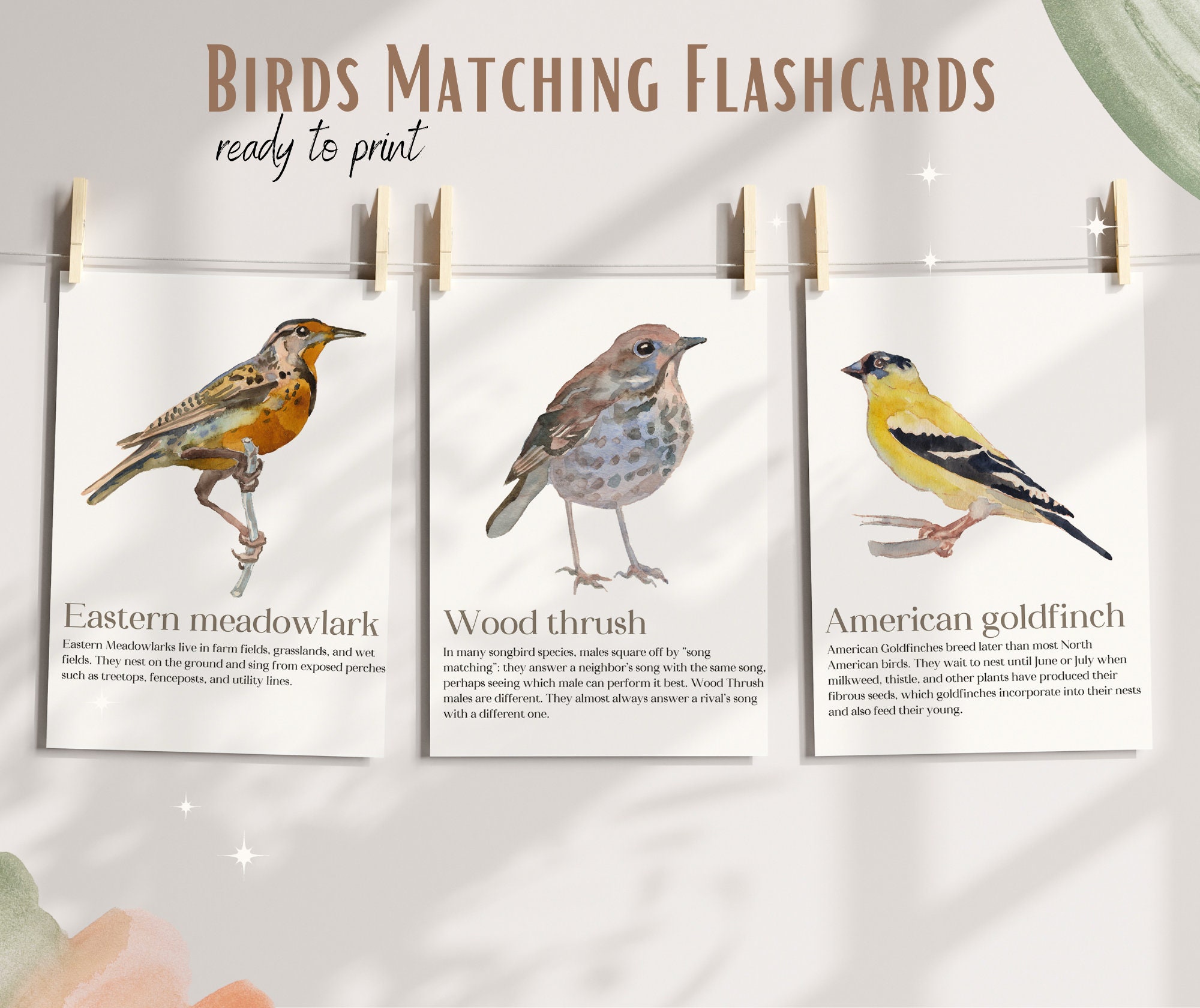 American Birds Cards •birds Printable Flashcards •birds Poster ...