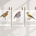American Birds Cards birds Printable Flashcards birds Poster - Etsy