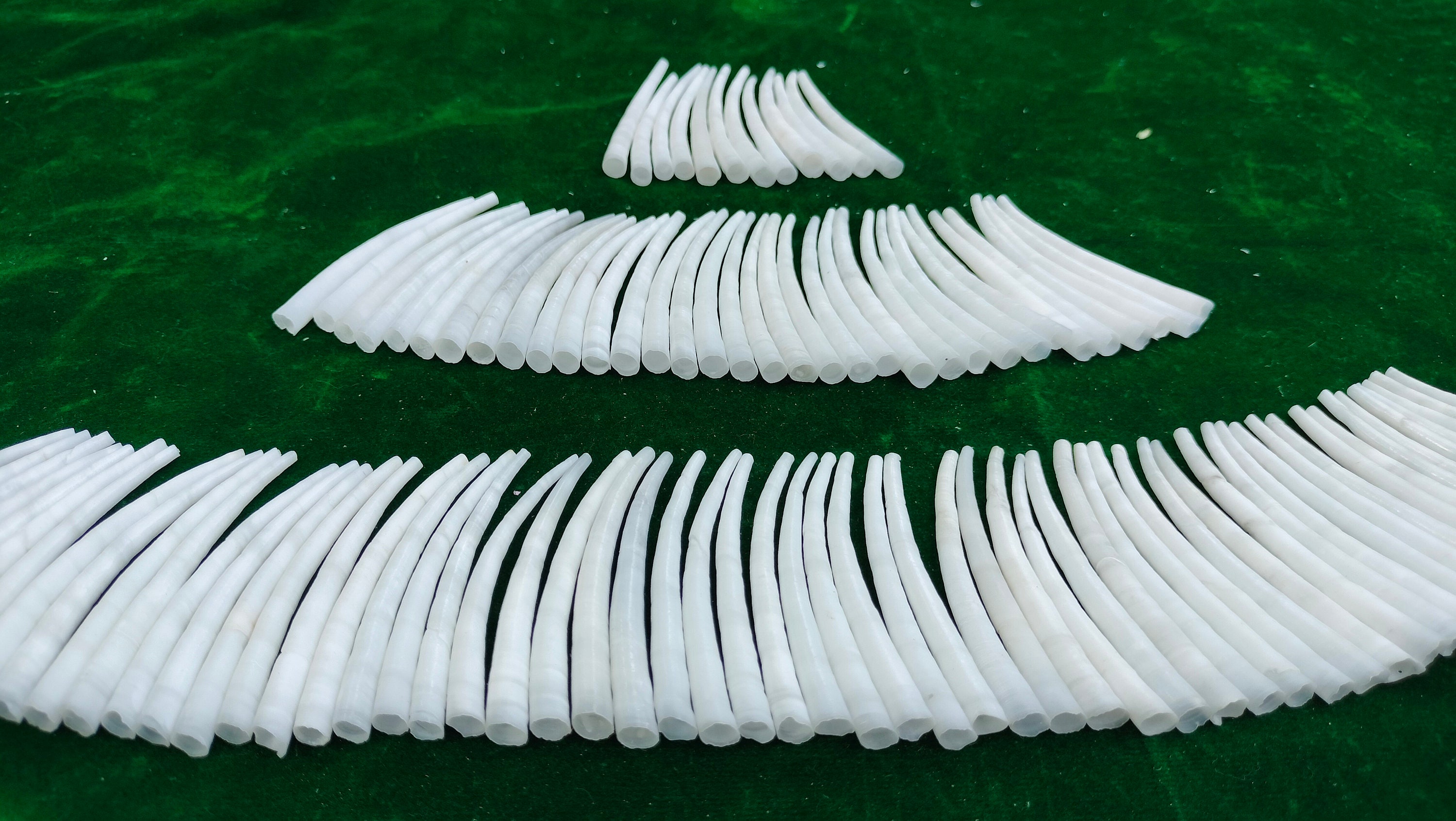 25 Pieces Large Smooth Dentalium Shells 2 Inch to 2.5 Inches - Etsy