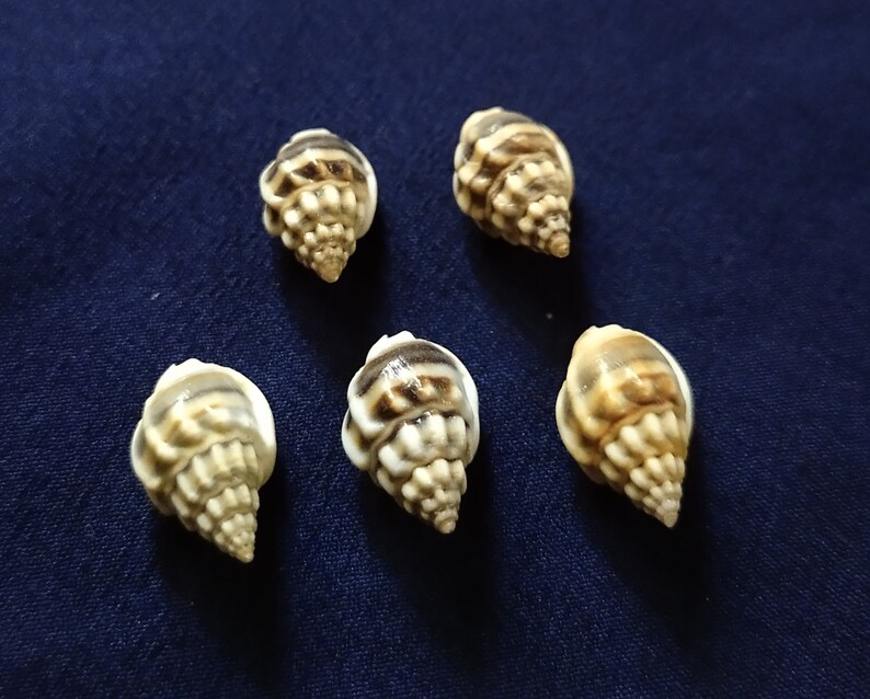 Nassarius Hepaticus Shell 12mm to 14mm 2.2 Lb - Etsy