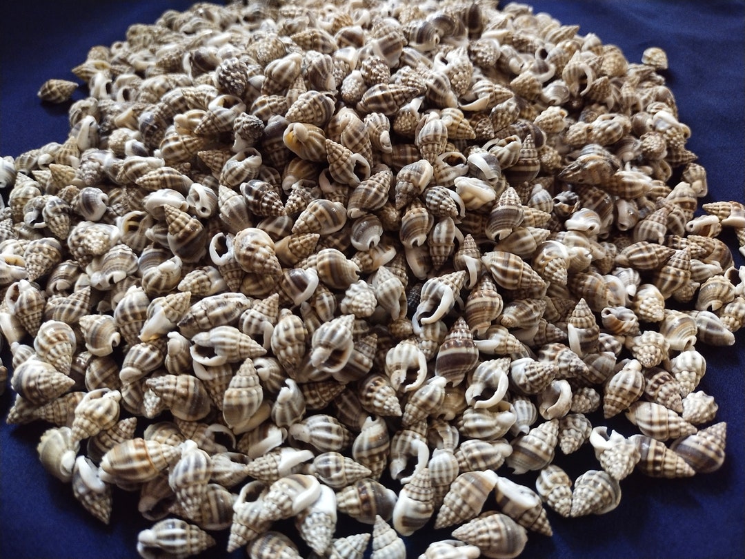 Nassarius Hepaticus Shell 12mm to 14mm 2.2 Lb - Etsy