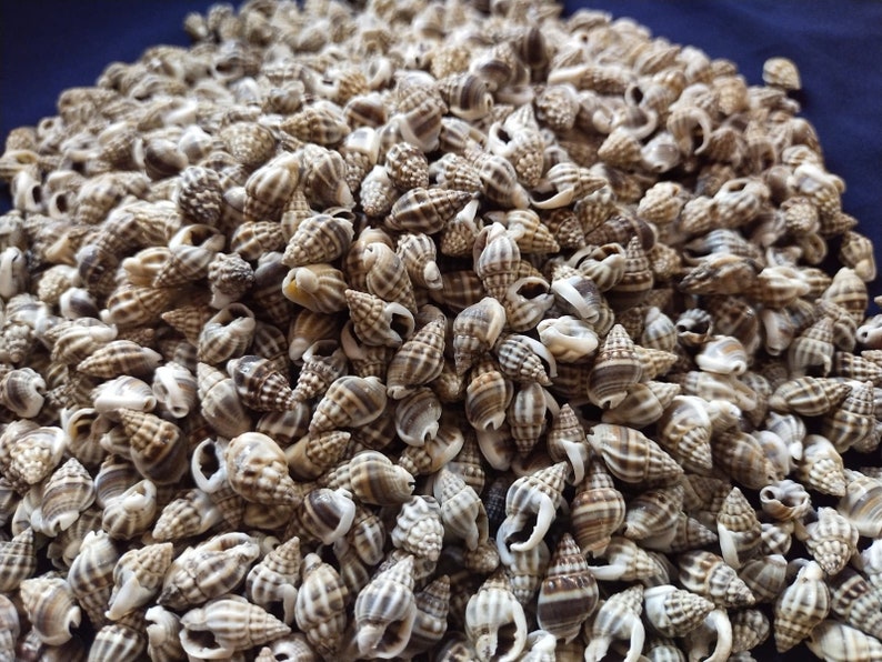 Nassarius Hepaticus Shell 12mm to 14mm 2.2 Lb - Etsy