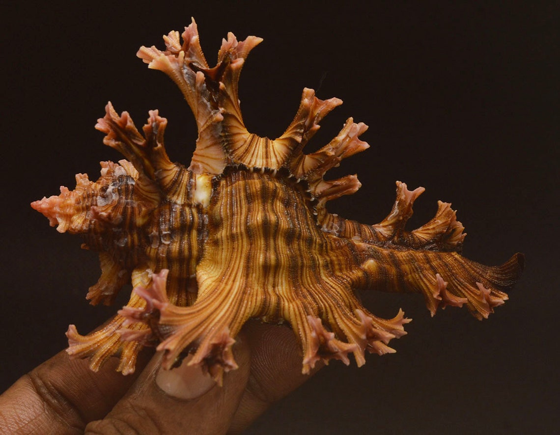 CHICOREUS PALMAROSAE SEA Shells 101.46 Mm - Etsy