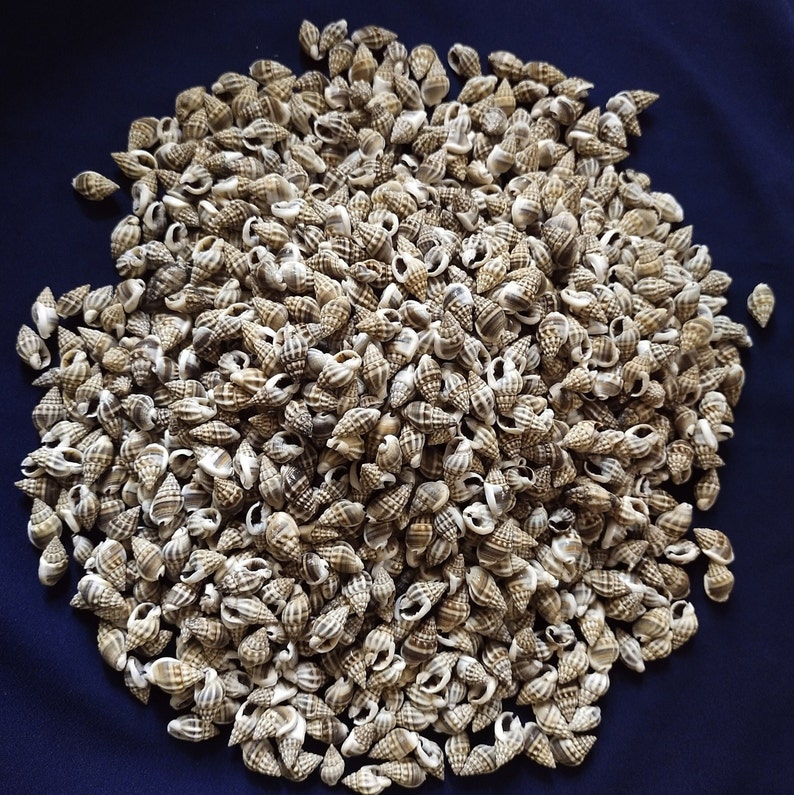 Nassarius Hepaticus Shell 12mm to 14mm 2.2 Lb - Etsy