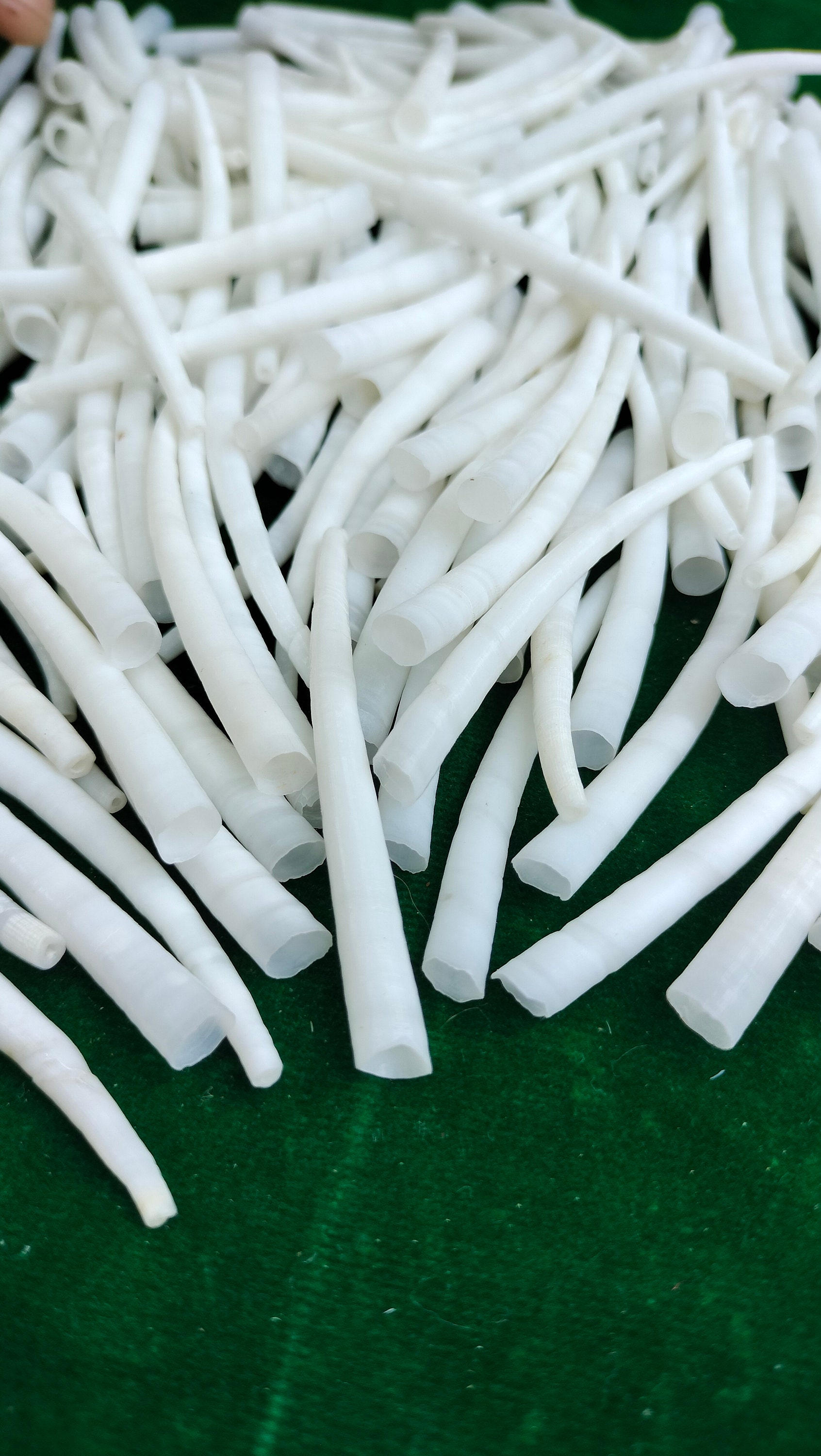 25 Pieces Large Smooth Dentalium Shells 2 Inch to 2.5 Inches - Etsy