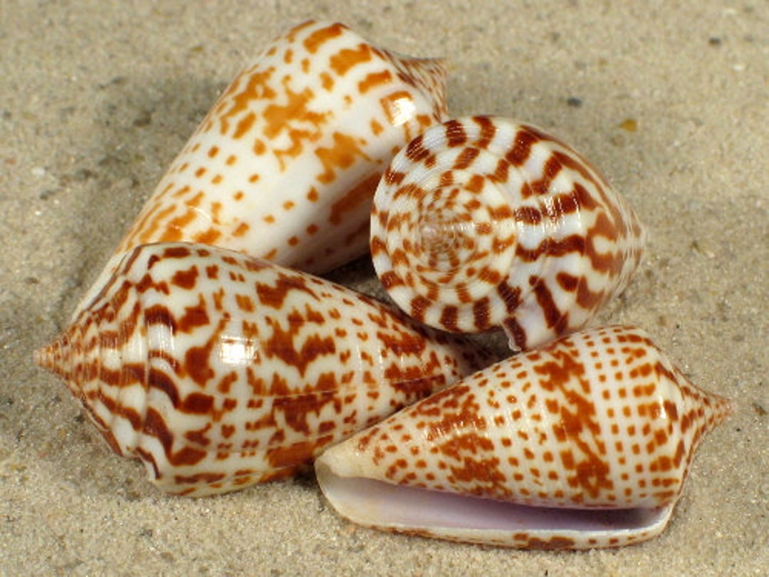 Conus Inscriptus Cone Shell Bulk Order 2.2 LBS - Etsy