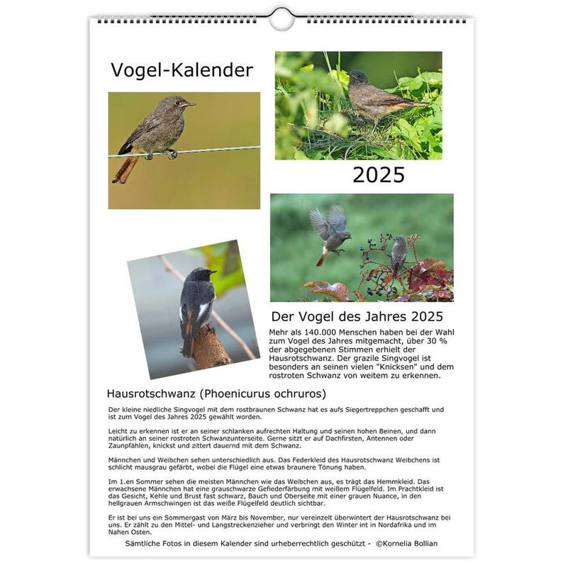 Wall Calendar 2025 With Birds - Etsy