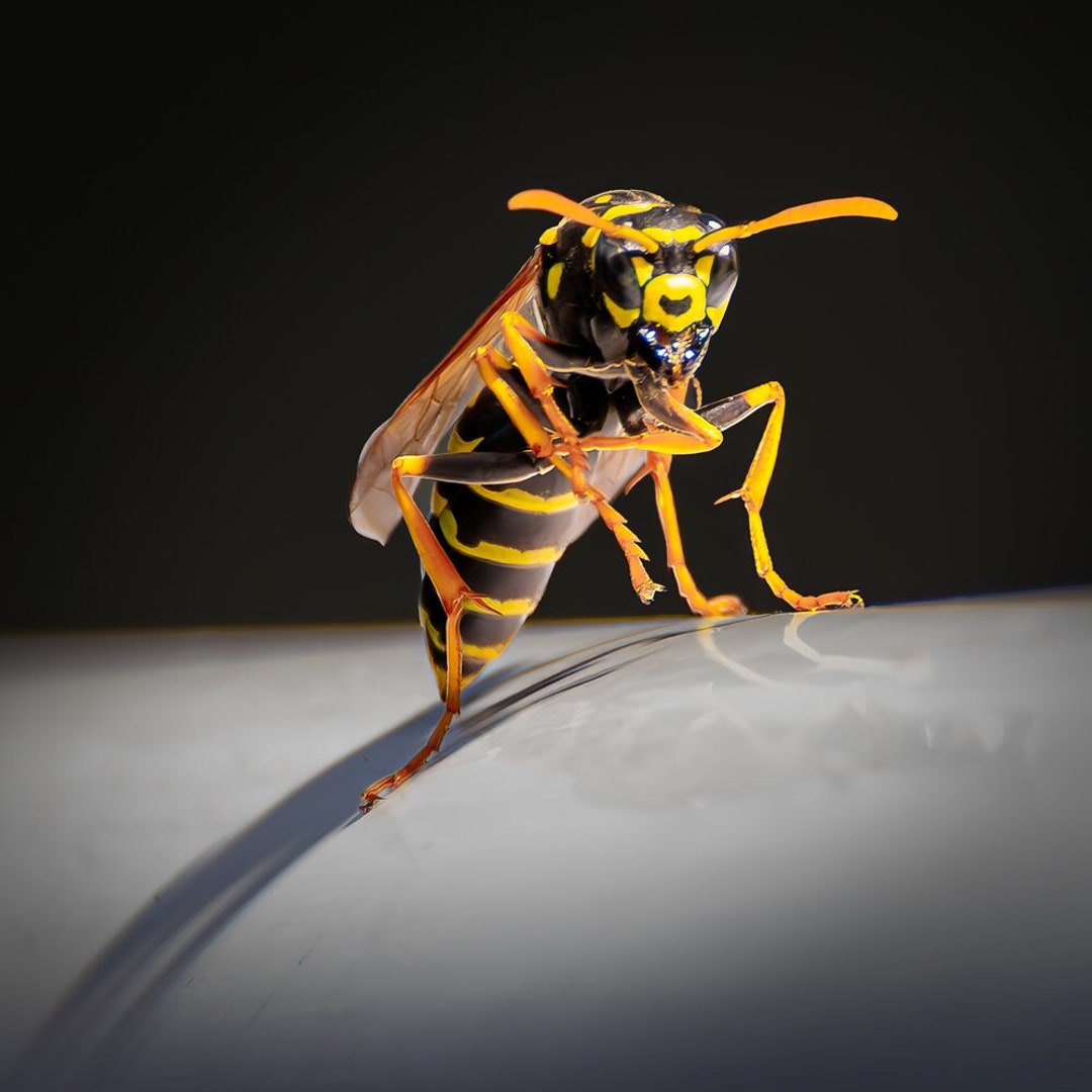 Close-up Wasp Sitting on Rail in Vermont Photography Close-up of Wasp ...