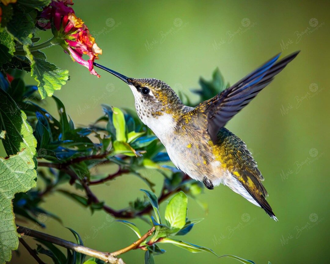Digital Print, Fine Hummingbird, Hummingbirds, Hummingbird Photography, Hummingbird Photos ...