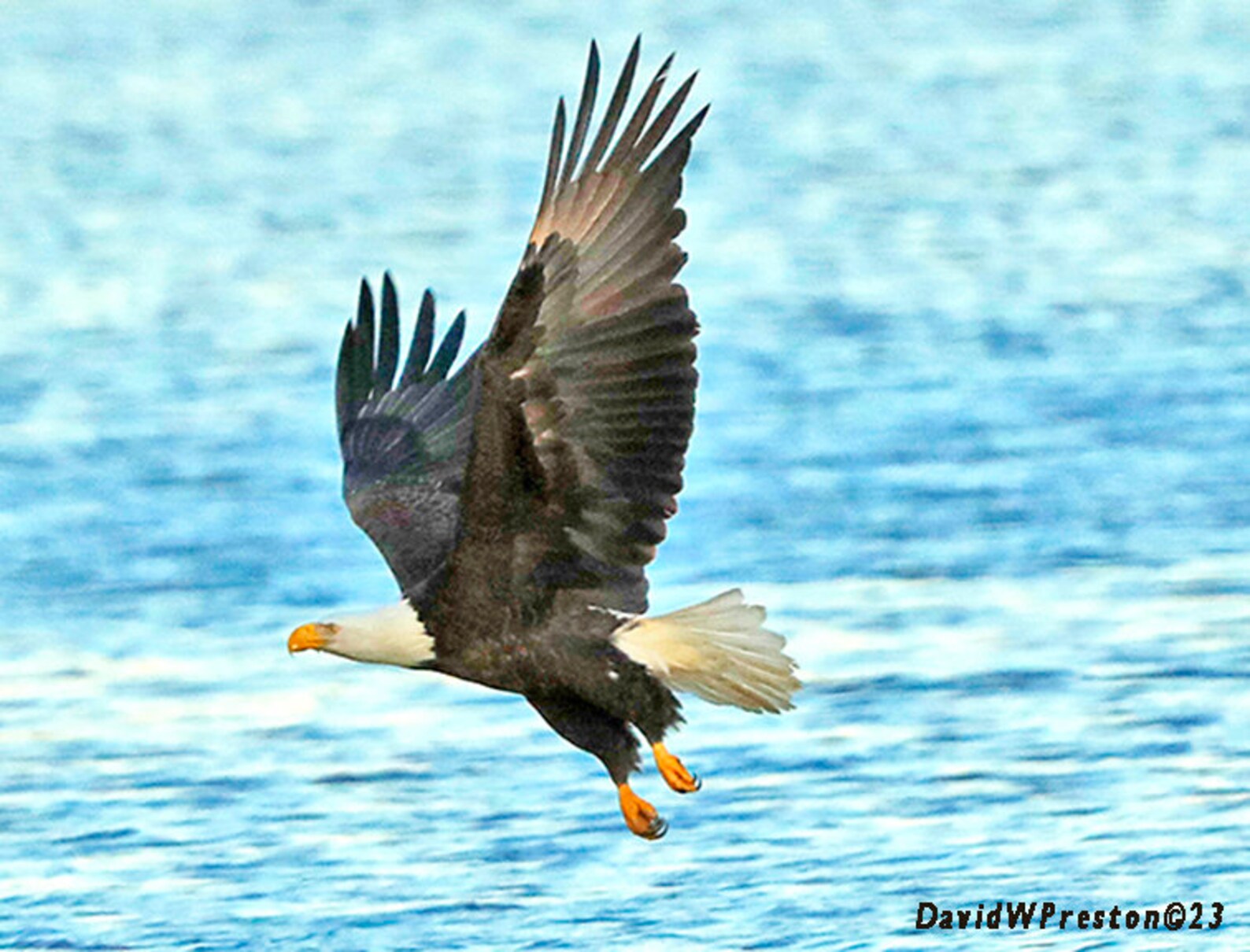 American Bald Eagle, Eagle, Bird, Wildlife, National Symbol, Home Decor ...