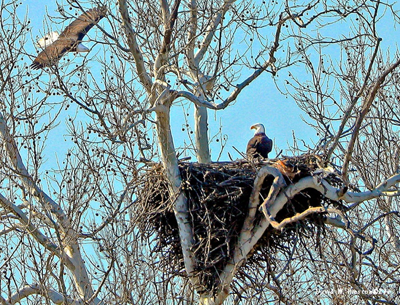 American Bald Eagles Nesting - Etsy