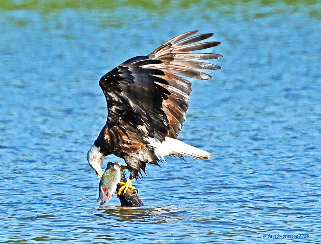 The Challenge is for the Eagle to Fly a Flopping, Slippery 6-7 Lb Fish ...