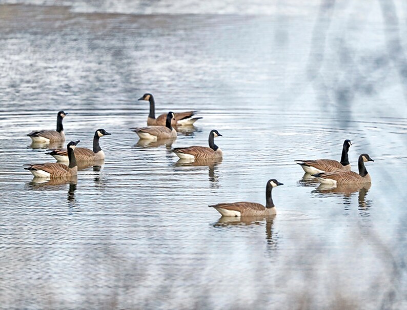 Canadian Geese Simpson Lake DWP©23 - Etsy