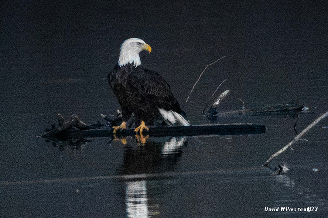 American Bald Eagle, National Symbol, Wildlife, Bird, Eagle, St Louis ...