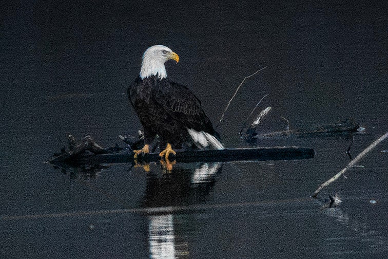American Bald Eagle, Eagle, Bird, Wildlife, National Symbol, Home Decor ...