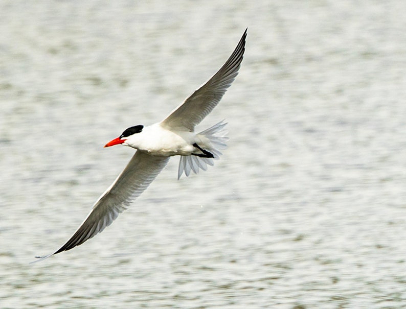 Simpson Lake Birds. DWP©23 - Etsy