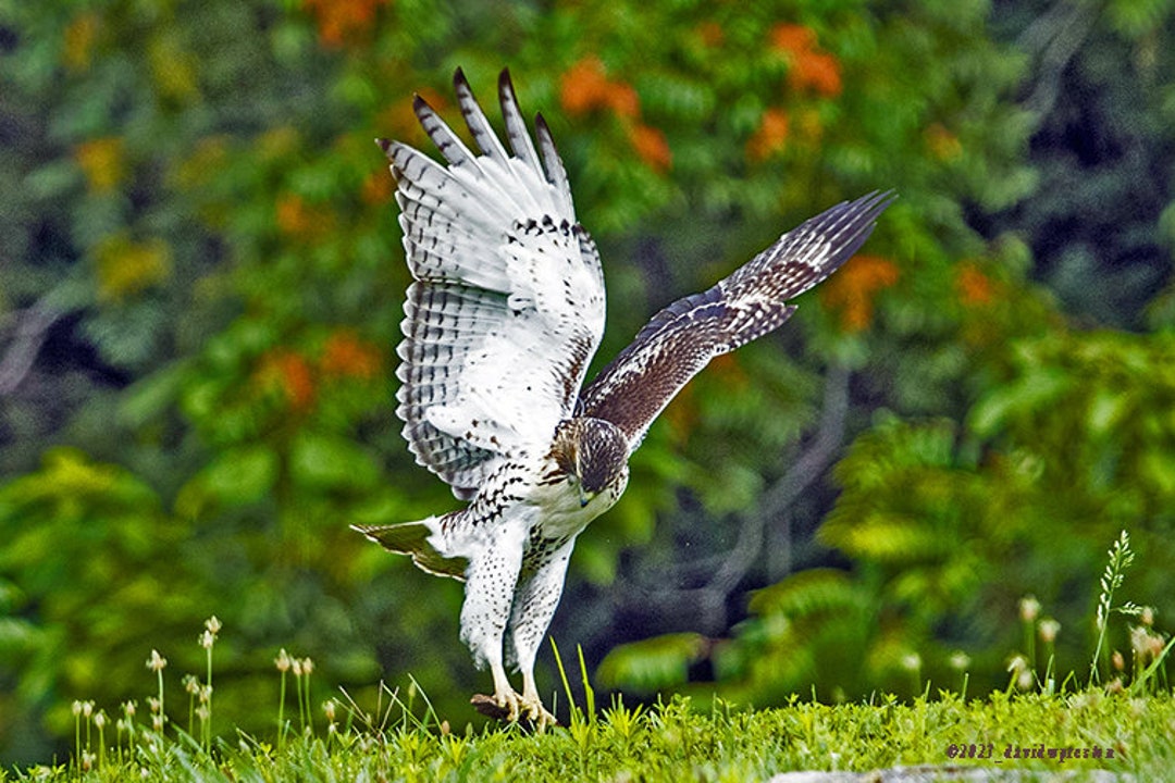 Red Tail Hawk With Wings Fly Extended - Etsy