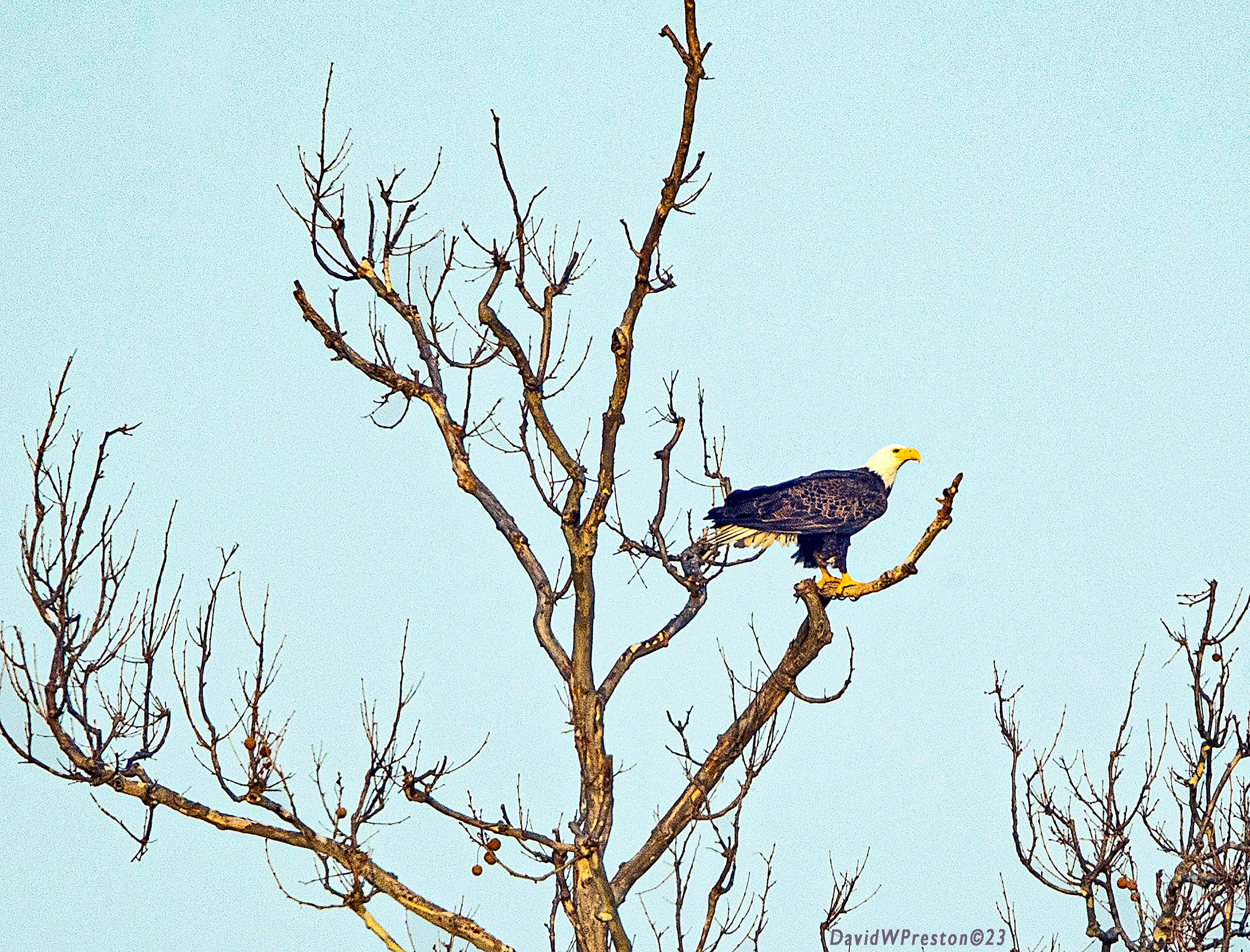 American Bald Eagle Perch - Etsy