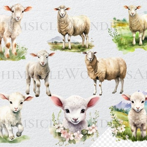 Watercolor Sheep Clipart Bundle 15 High Quality PNG Digital Download ...