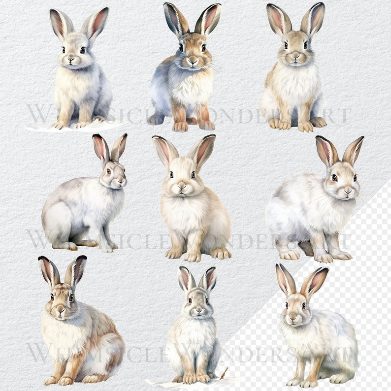 Watercolor Arctic Hare Clipart Bundle High Quality PNG Digital Download ...