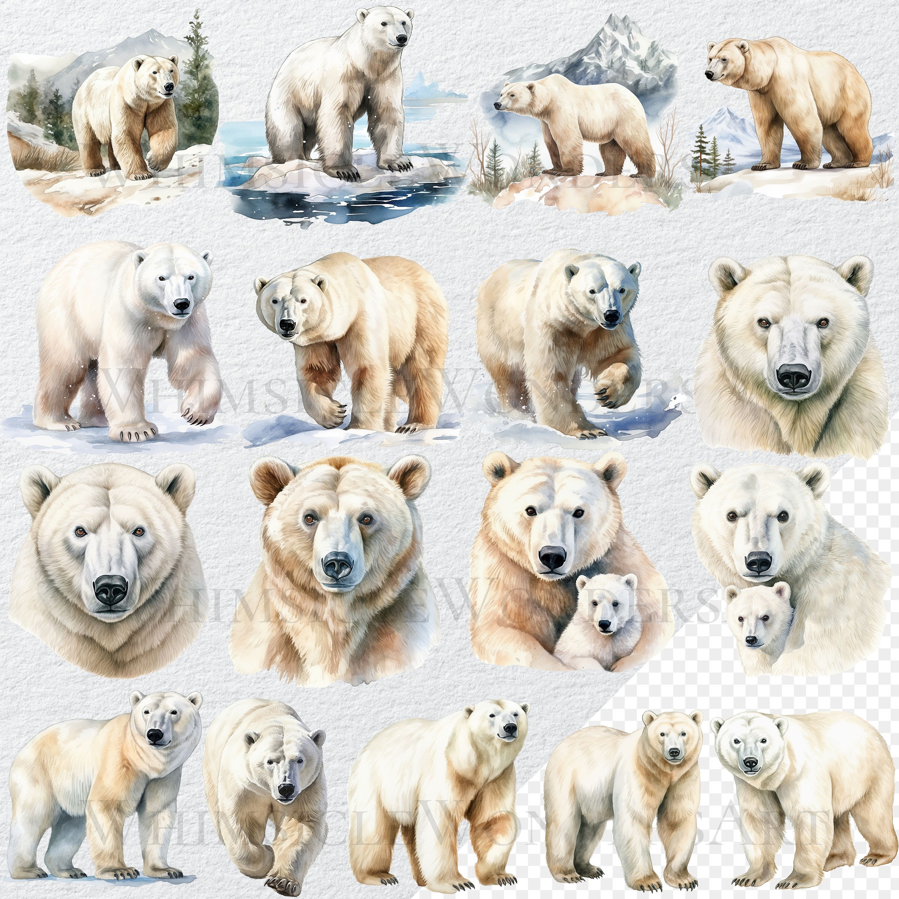 Watercolor Polar Bear Clipart Bundle, Transparent PNG (digital Download ...