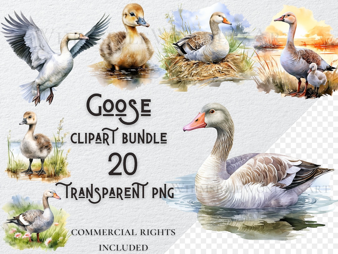 Watercolor Goose Clipart Bundle 20 High Quality PNG Digital Download ...