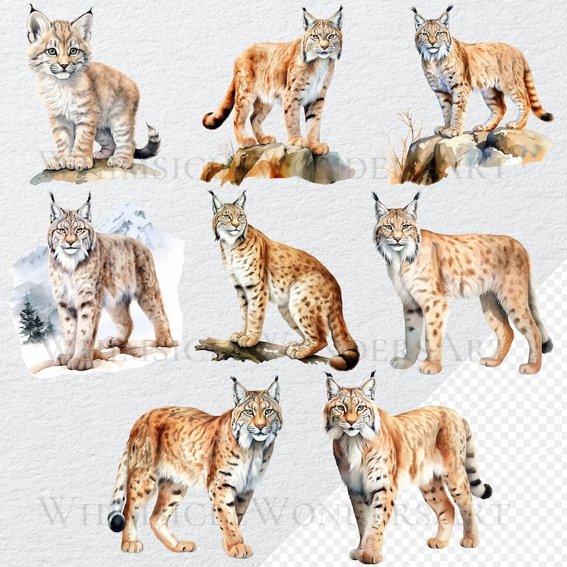 Watercolor Lynx Clipart Bundle, Transparent PNG (digital Download) - Etsy